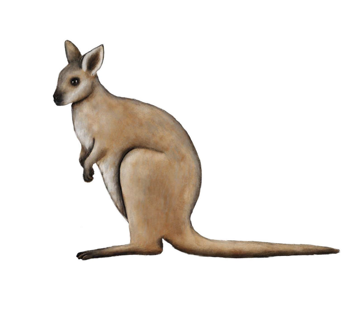Wallaby - hand drawn watercolour – Wondermade